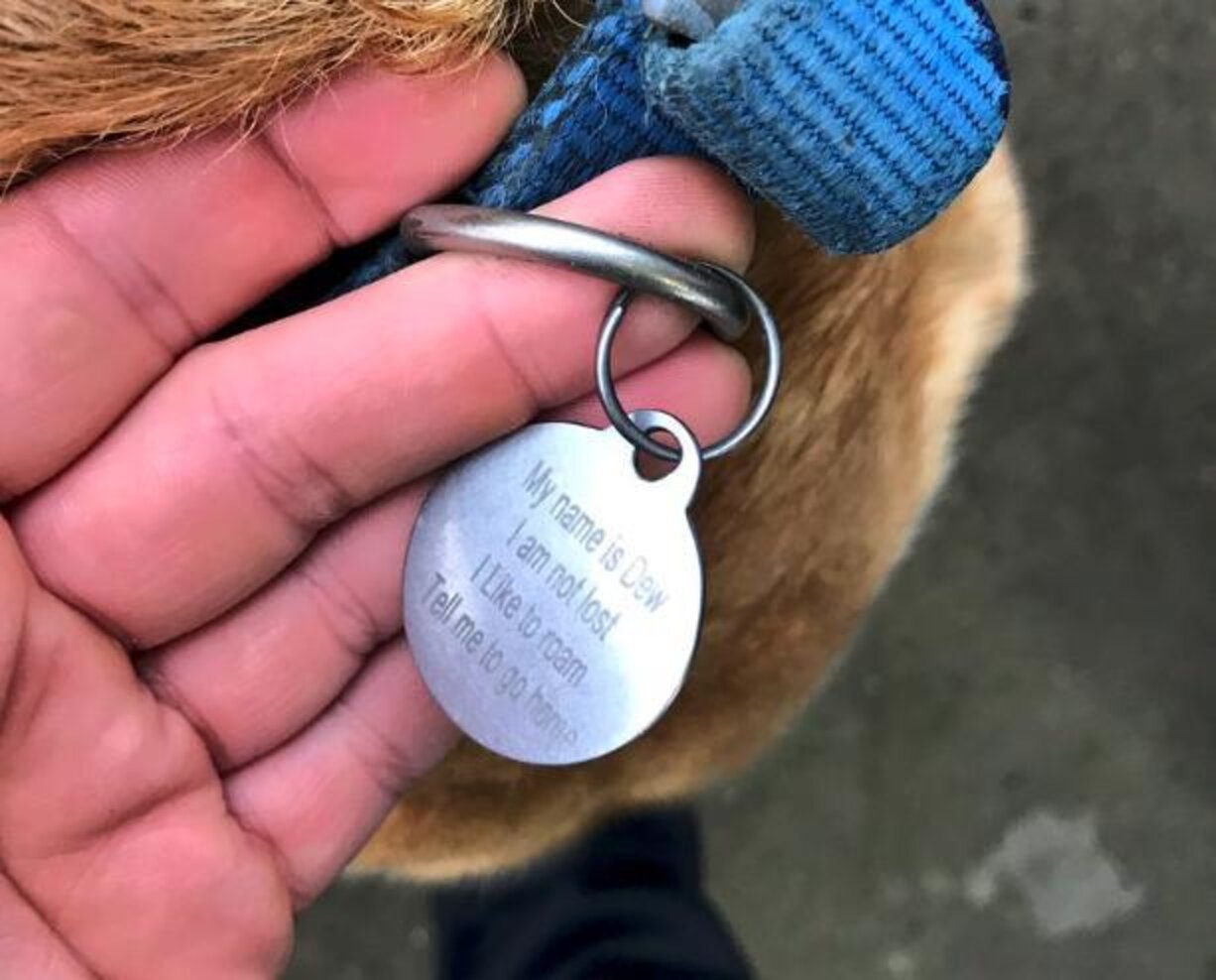 Man Goes To Help 'Lost' Dog — Until He Sees What's On His ID Tag - The Dodo