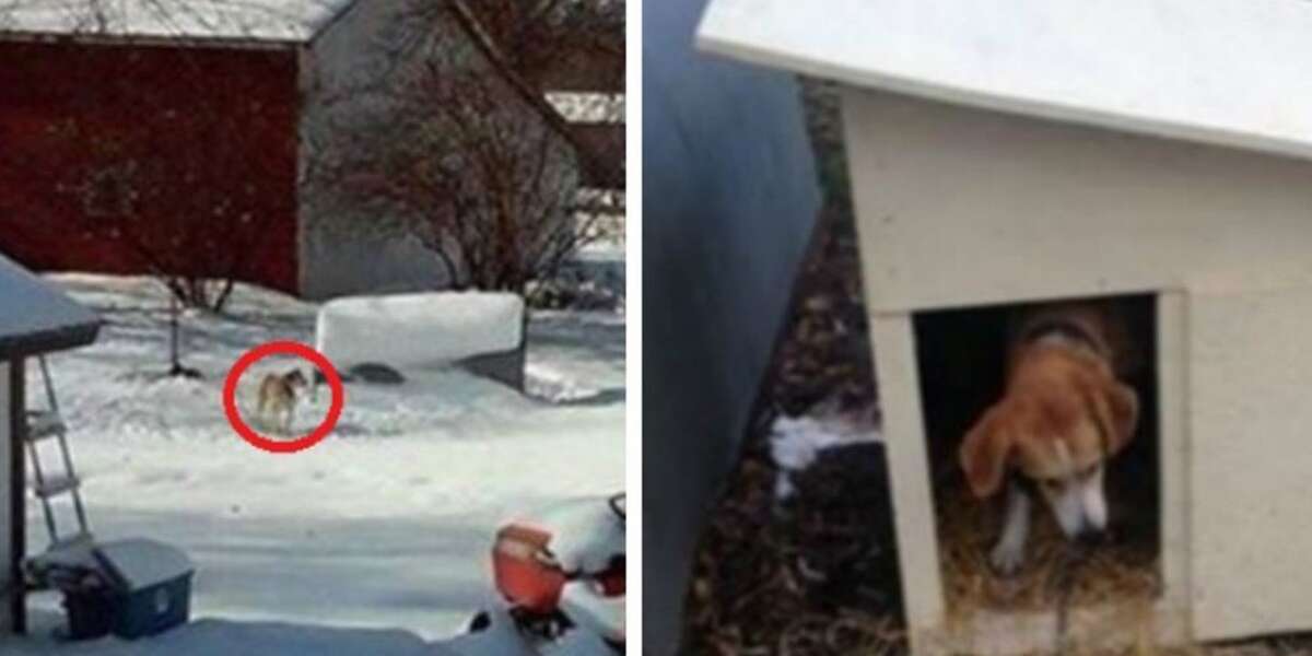 Dog Left Outside For Years Gets Her First House - The Dodo