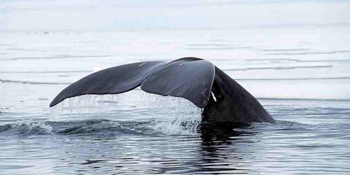 Oldest-Living Whale Genome Cracked By Scientists - The Dodo