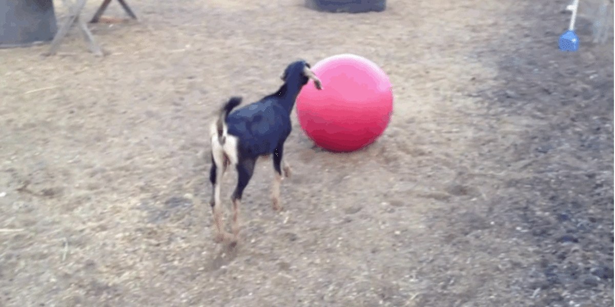 How Happy Goats Have A Good Time - The Dodo