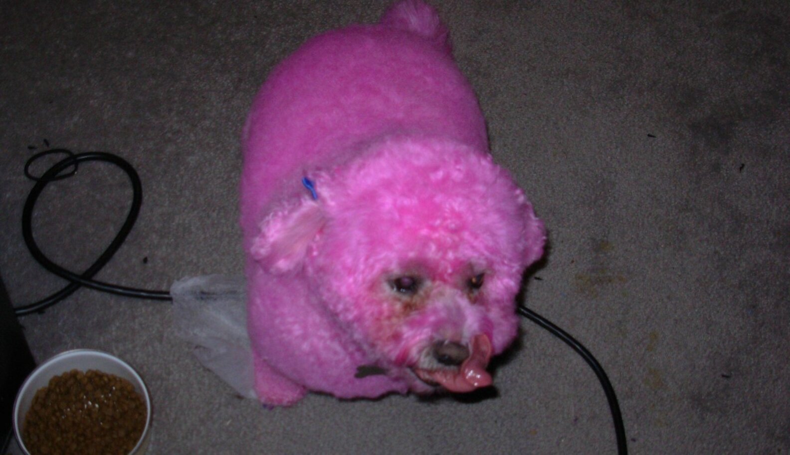 5 Worst Dog Fashion Trends Ever - The Dodo