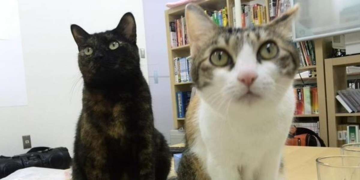 This Might Be The Most Pet Friendly Office Ever - The Dodo