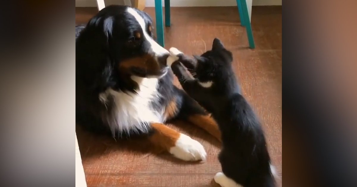 Dog's New Kitten Is Super Annoying And Lovable Video - The Dodo