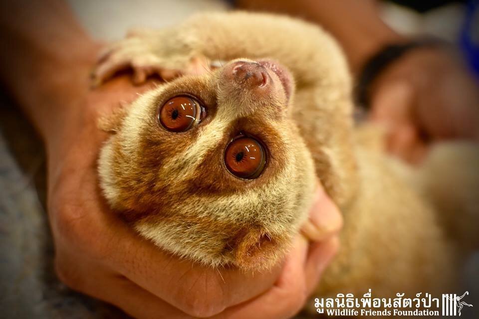 Slow Loris Had His Teeth Ripped Out So Tourists Could Take Selfies ...