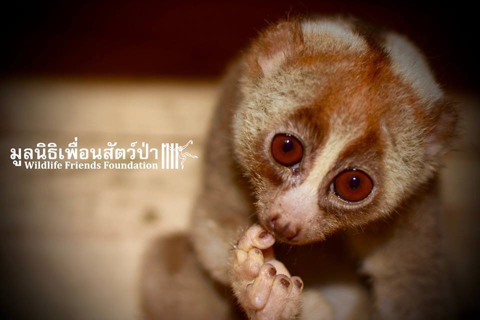 Slow Loris Had His Teeth Ripped Out So Tourists Could Take Selfies ...