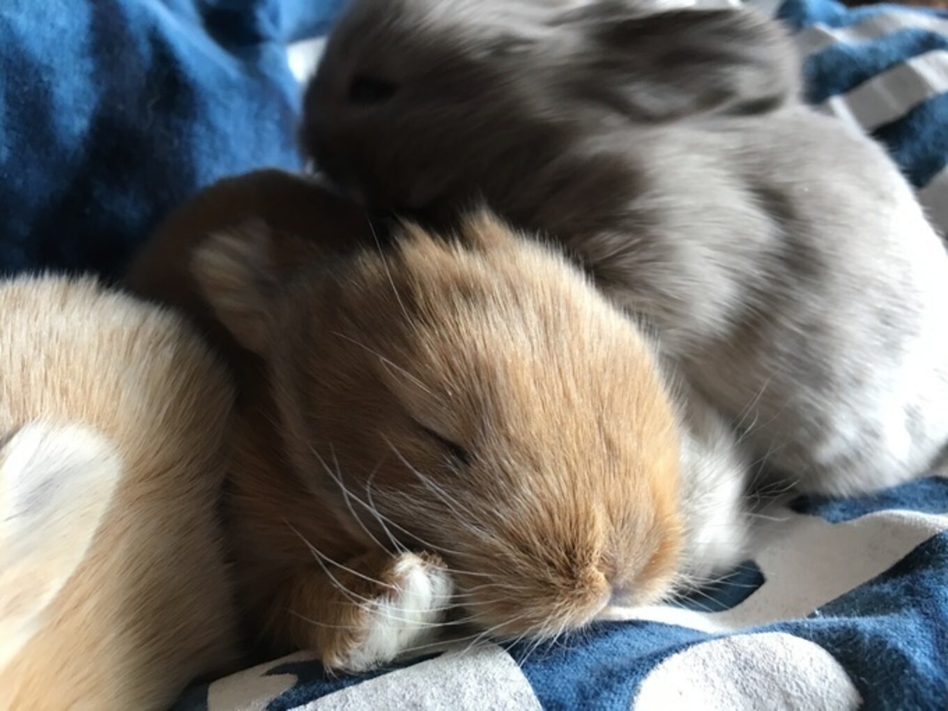 Tiniest Rabbit Finds The Perfect Place To Nap - The Dodo