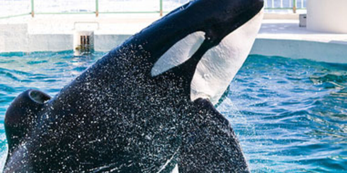 An animal rights film winning an Academy Award? It would be awesome ...