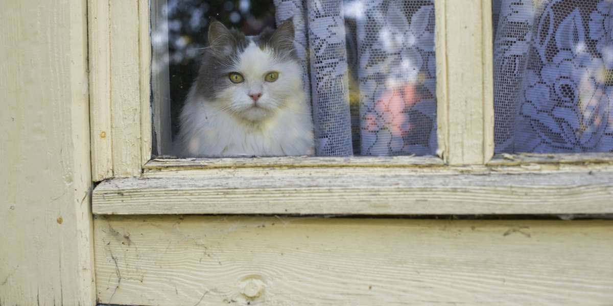 Man Calls 911 ... Because His Cat Won't Let Him In The House - The Dodo