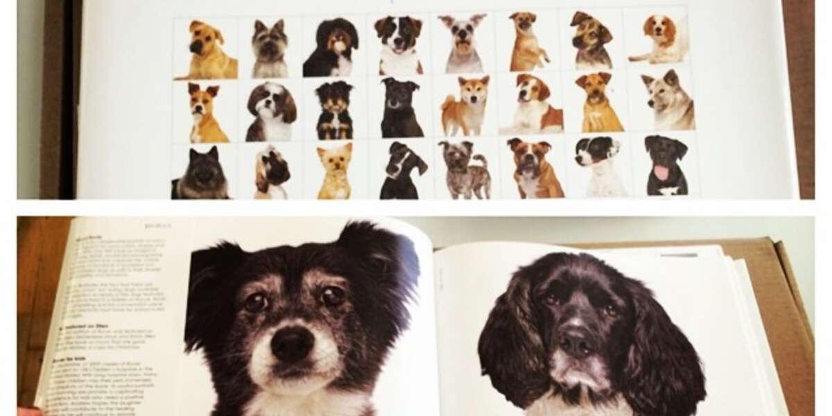 [Untitled] - The Dodo