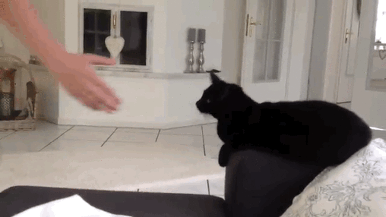 You Made It Through Hump Day! Here Are 6 Cats Who Want To Give You A ...