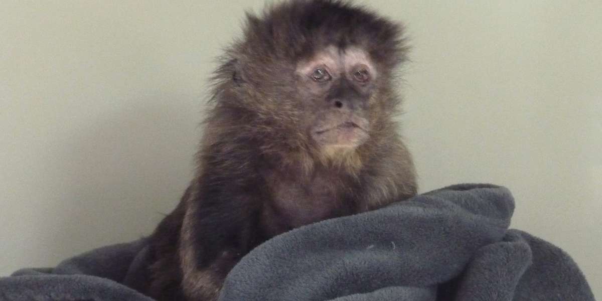 Sad-Faced Monkey Rescued By Sanctuary After Years Of Abuse - The Dodo