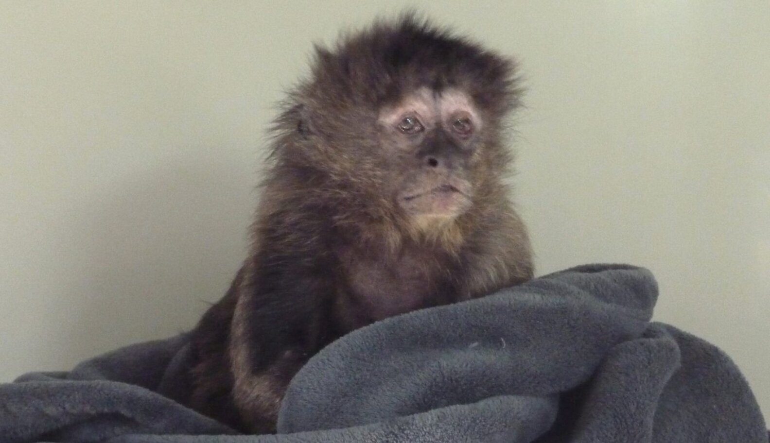 Sad-Faced Monkey Rescued By Sanctuary After Years Of Abuse - The Dodo