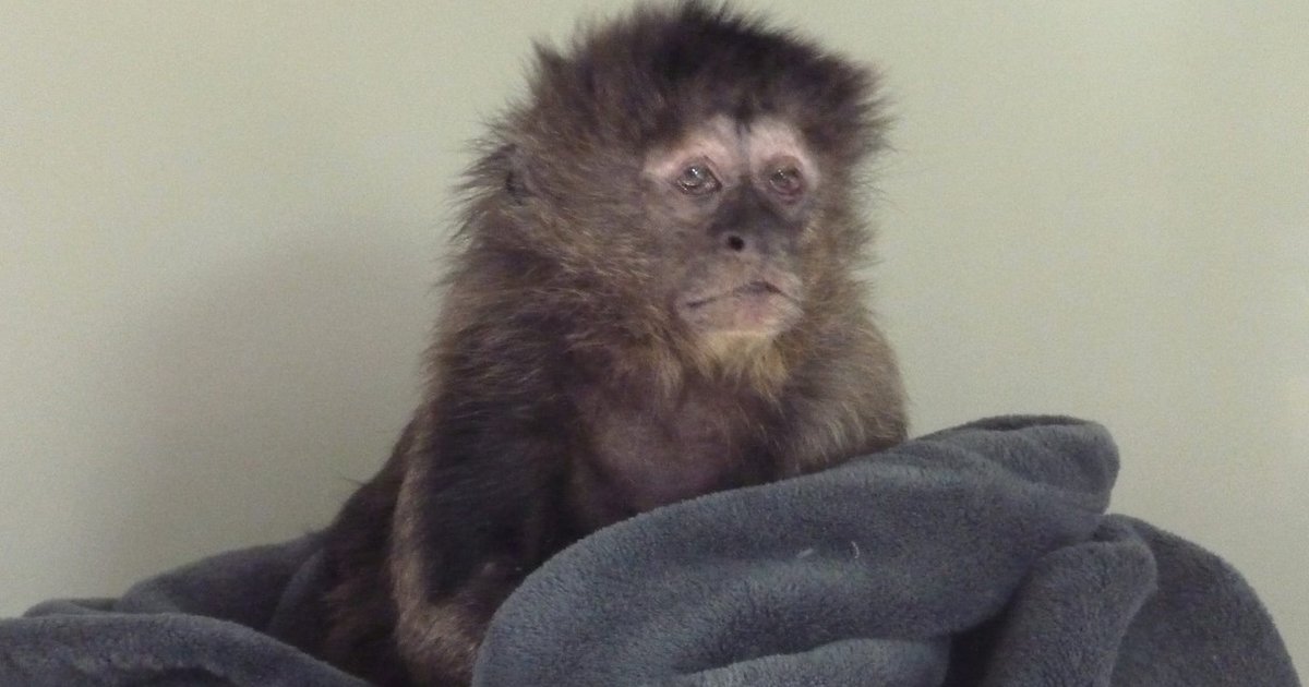 Sad-Faced Monkey Rescued By Sanctuary After Years Of Abuse - The Dodo