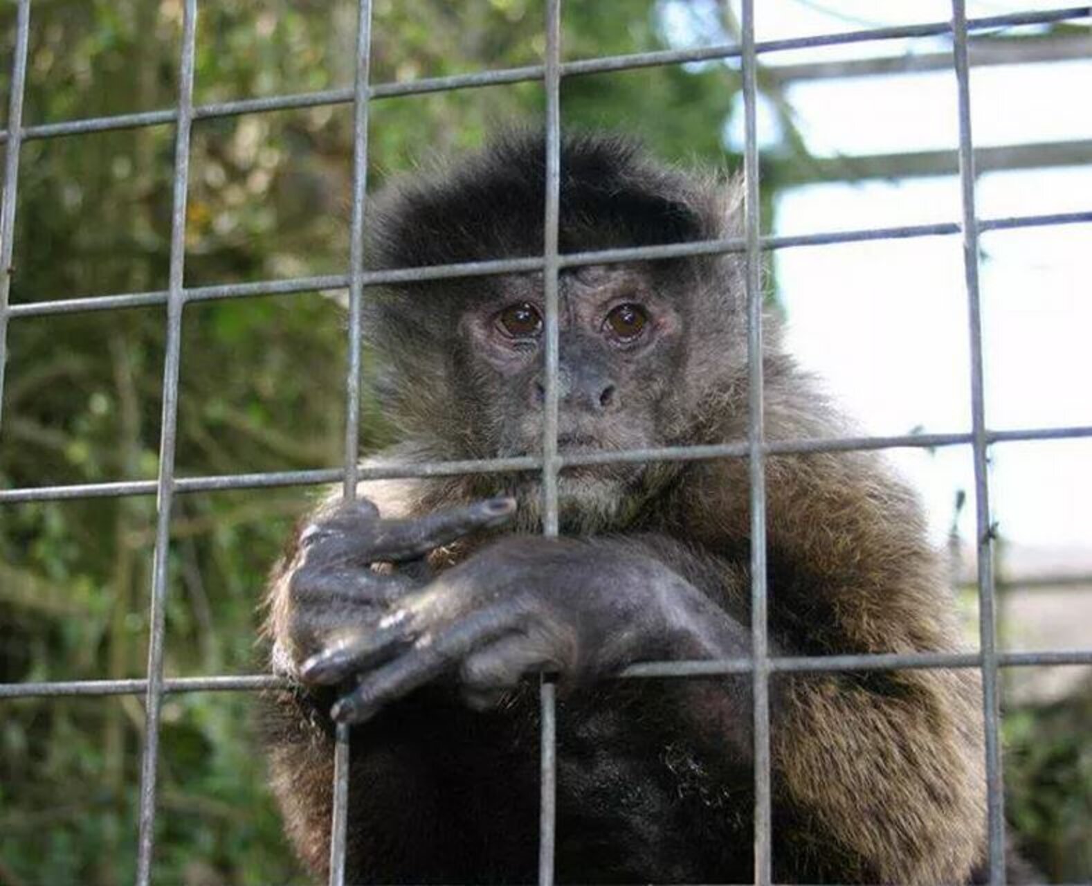 Sad-Faced Monkey Rescued By Sanctuary After Years Of Abuse - The Dodo
