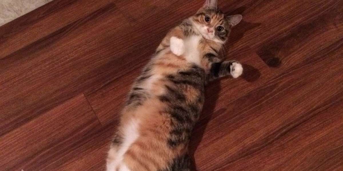13 Cat Bellies That Are Total HAND TRAPS - The Dodo