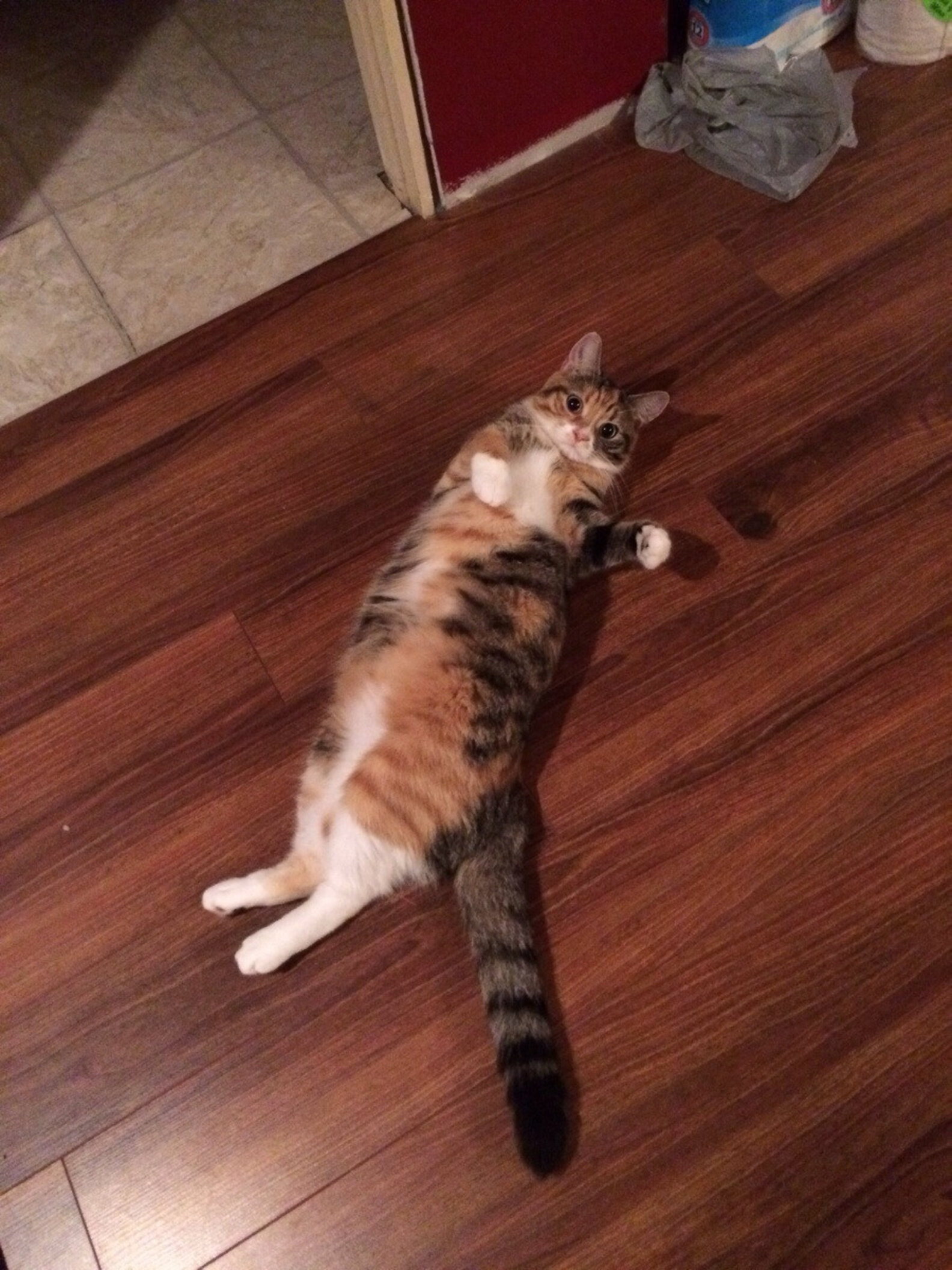 13 Cat Bellies That Are Total HAND TRAPS - The Dodo