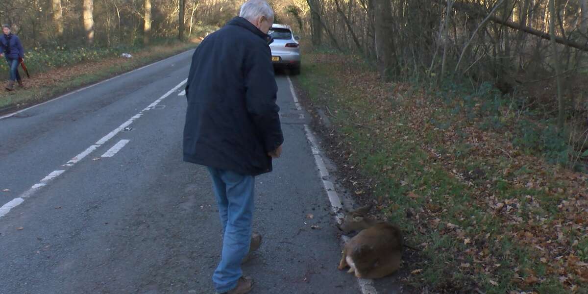 Emotional Rescue of a Deer Hit by a Car - The Dodo
