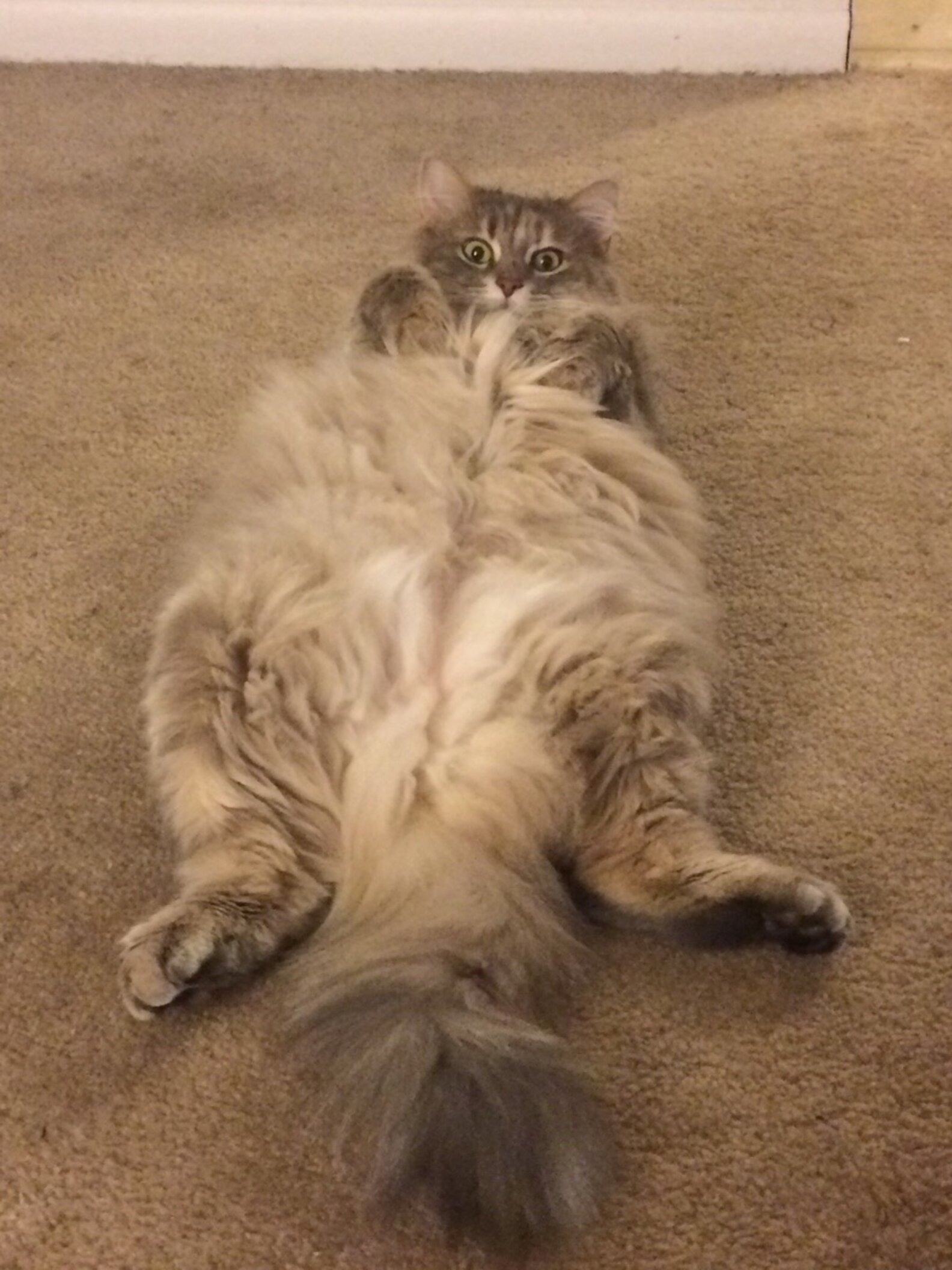 13 Cat Bellies That Are Total HAND TRAPS - The Dodo