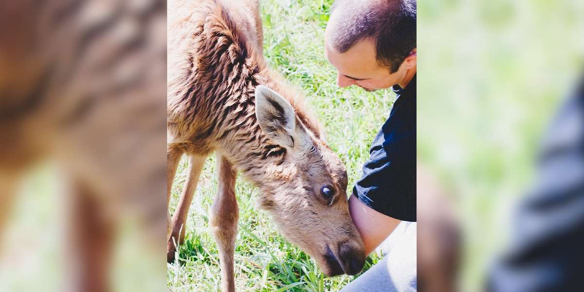 Rescued Moose Loves The Man Who Saved Her Life - The Dodo