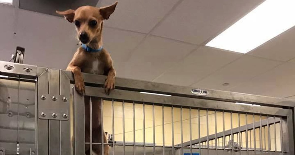 Shelter Dog Tries To Escape By Climbing Up Her Kennel - The Dodo