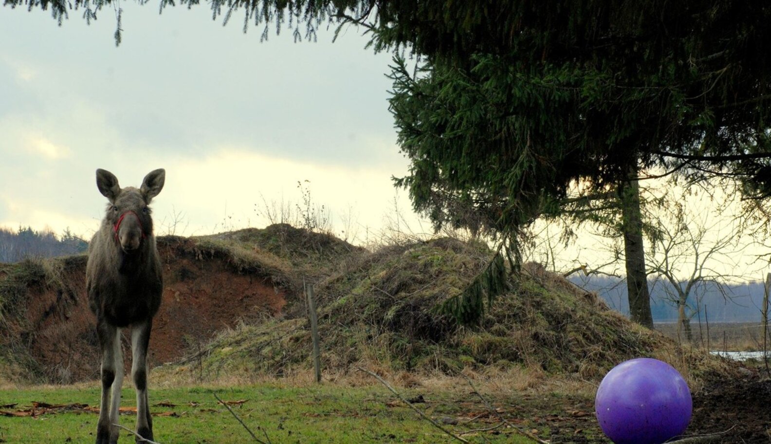 Rescued Moose Loves The Man Who Saved Her Life - The Dodo