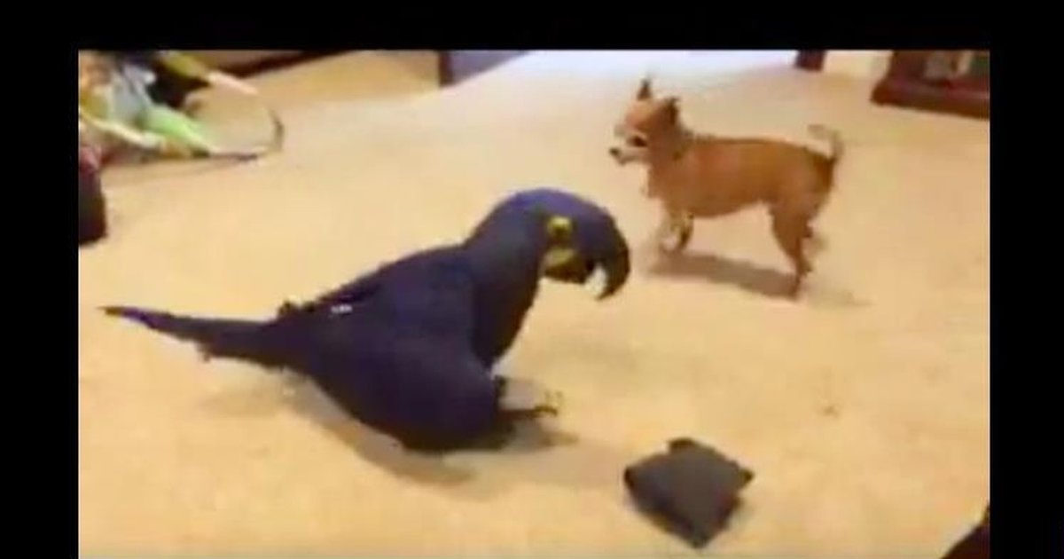 Giant Parrot And Tiny Dog Want To Play With Each Other And No One Else ...