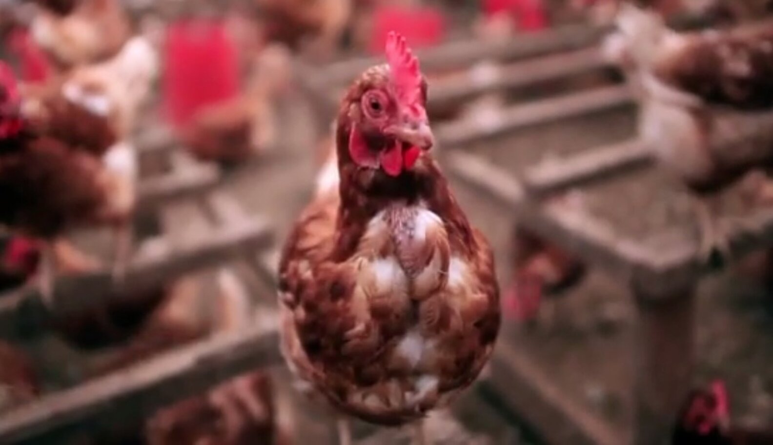 Watch Rescuers Save 1,800 Hens - The Dodo
