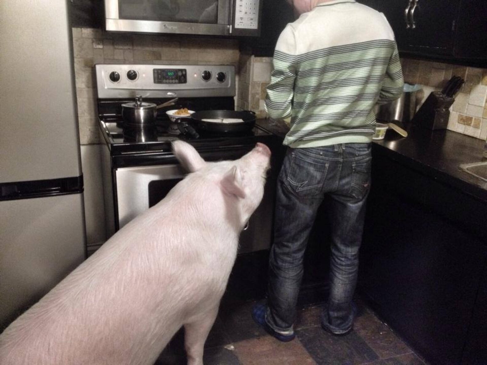 Meet Esther The Wonder Pig, Who's Changing -- And Saving -- Lives - The ...