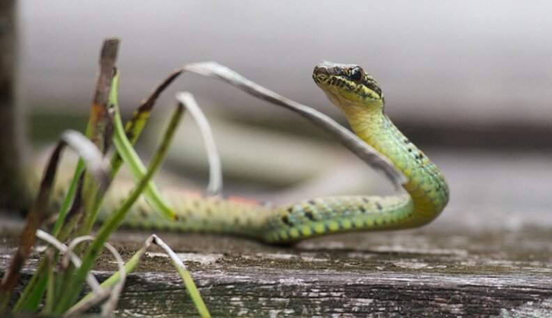 These Snakes Are More Aerodynamic Than Planes - The Dodo