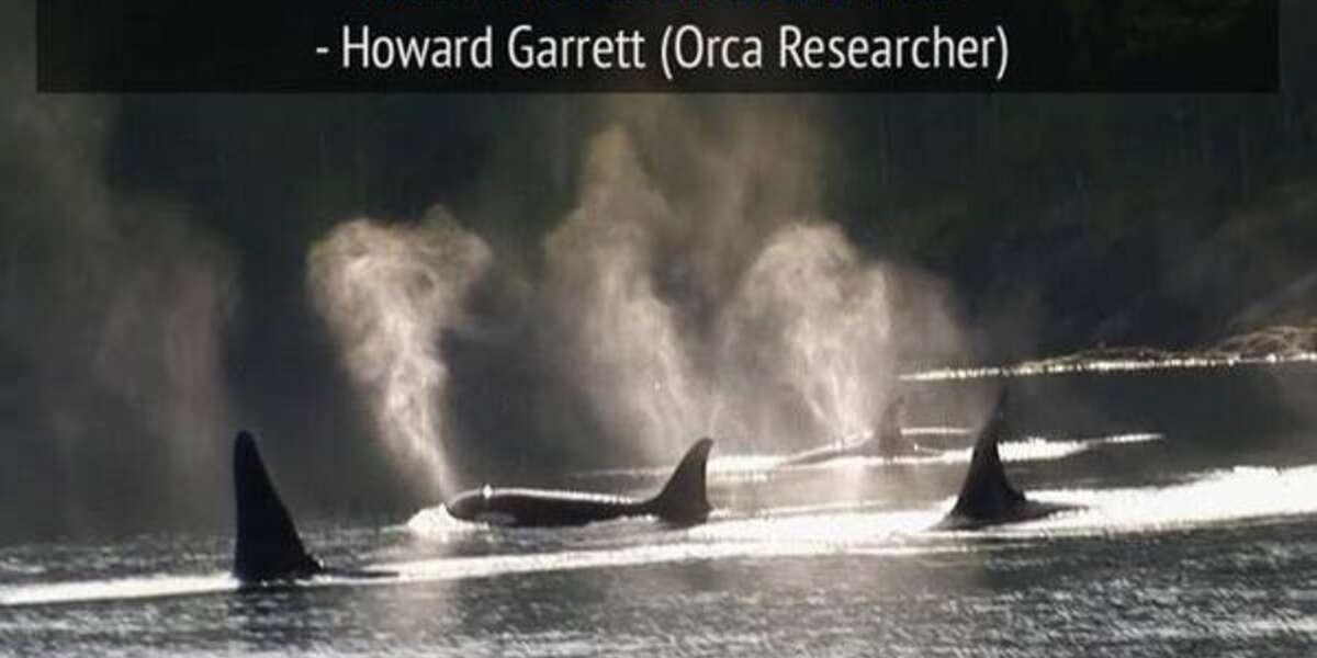 To this day, there has been no record of any orca doing any harm to a ...
