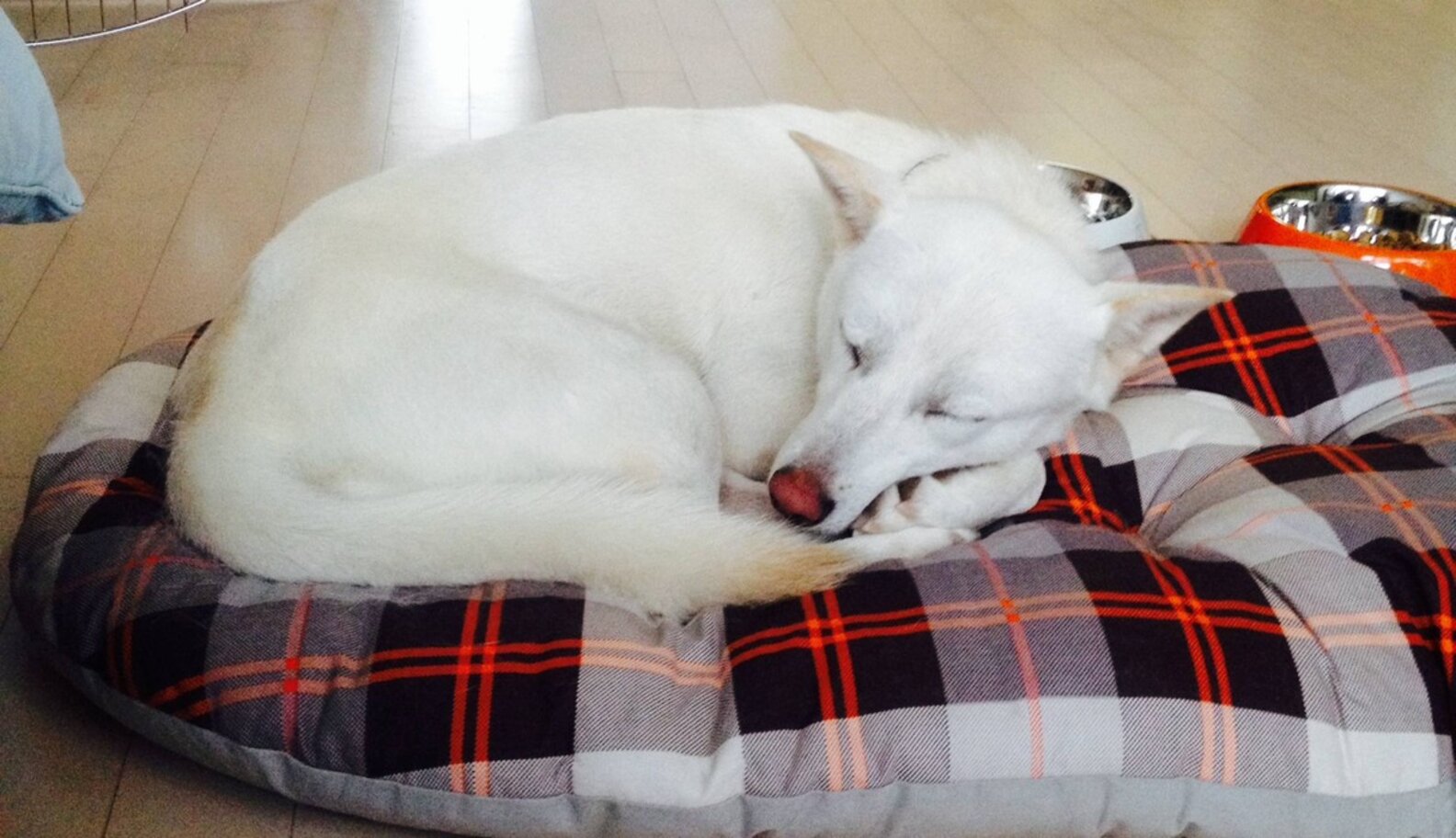 28 Rescue Pets On Their First Day Home From The Shelter - The Dodo