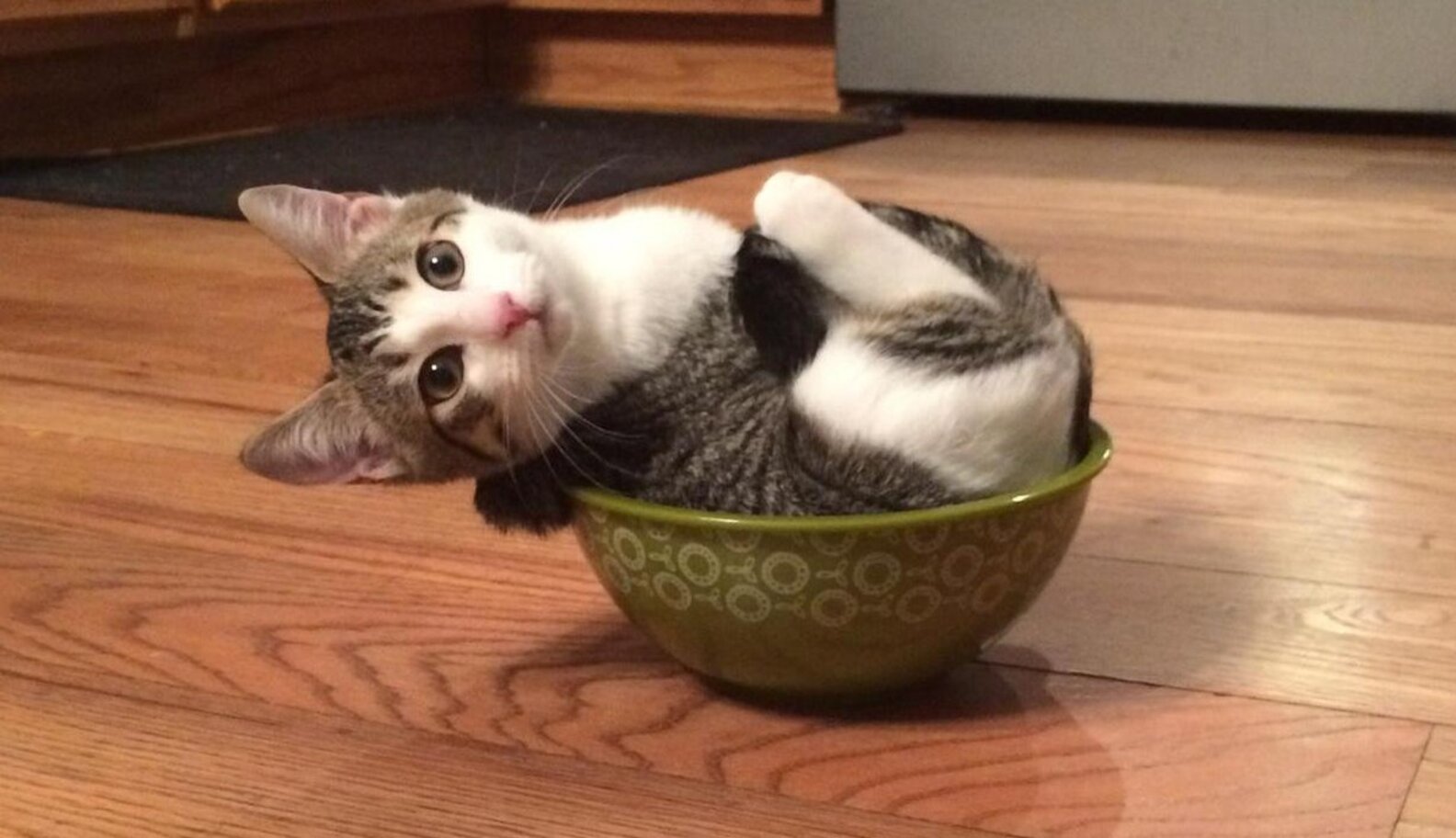 11 Perfect Bowls Of Cat - The Dodo