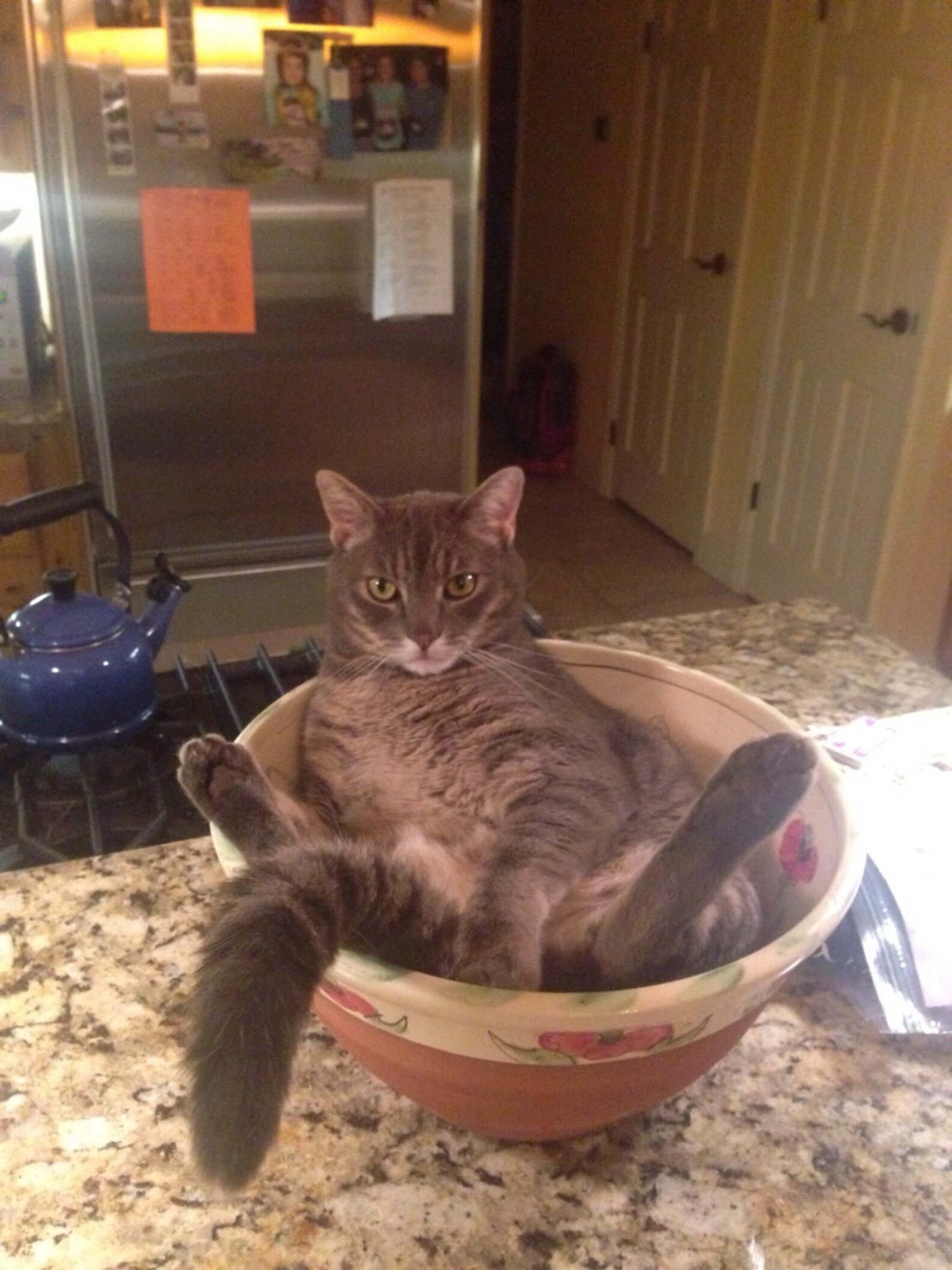 11 Perfect Bowls Of Cat - The Dodo