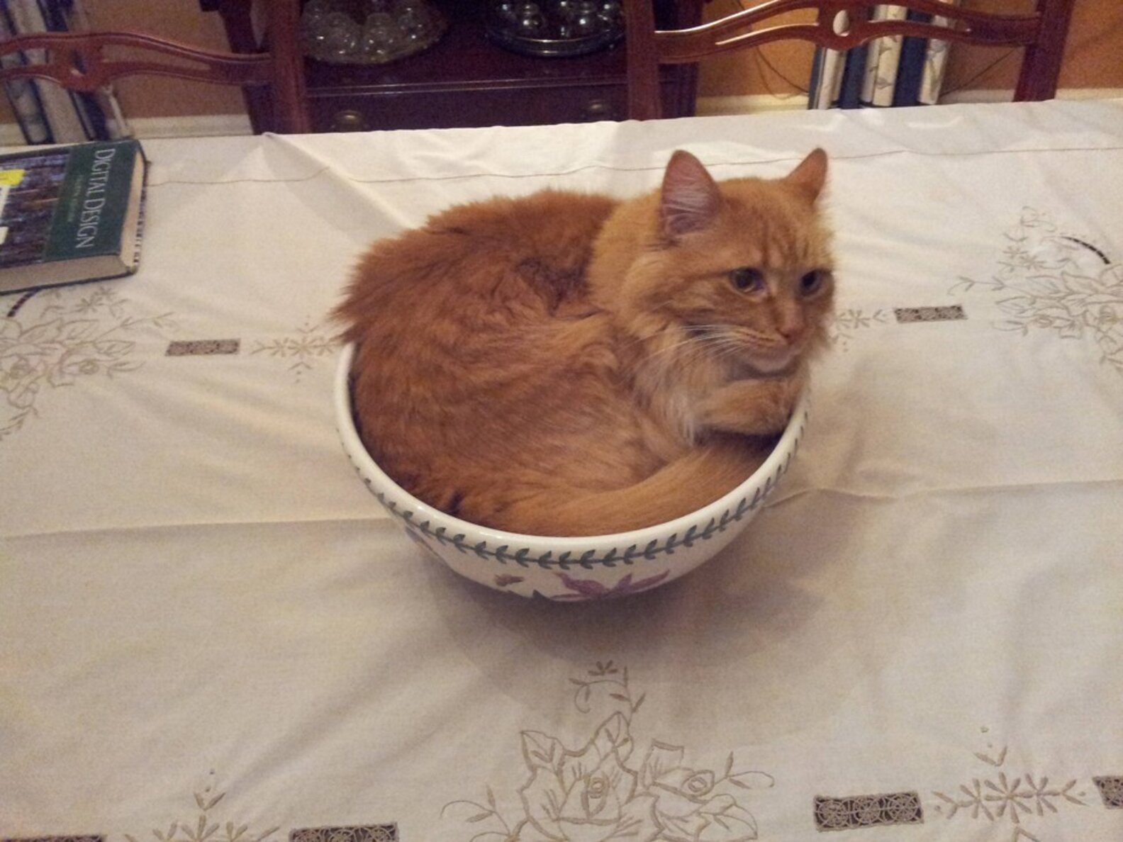 11 Perfect Bowls Of Cat - The Dodo