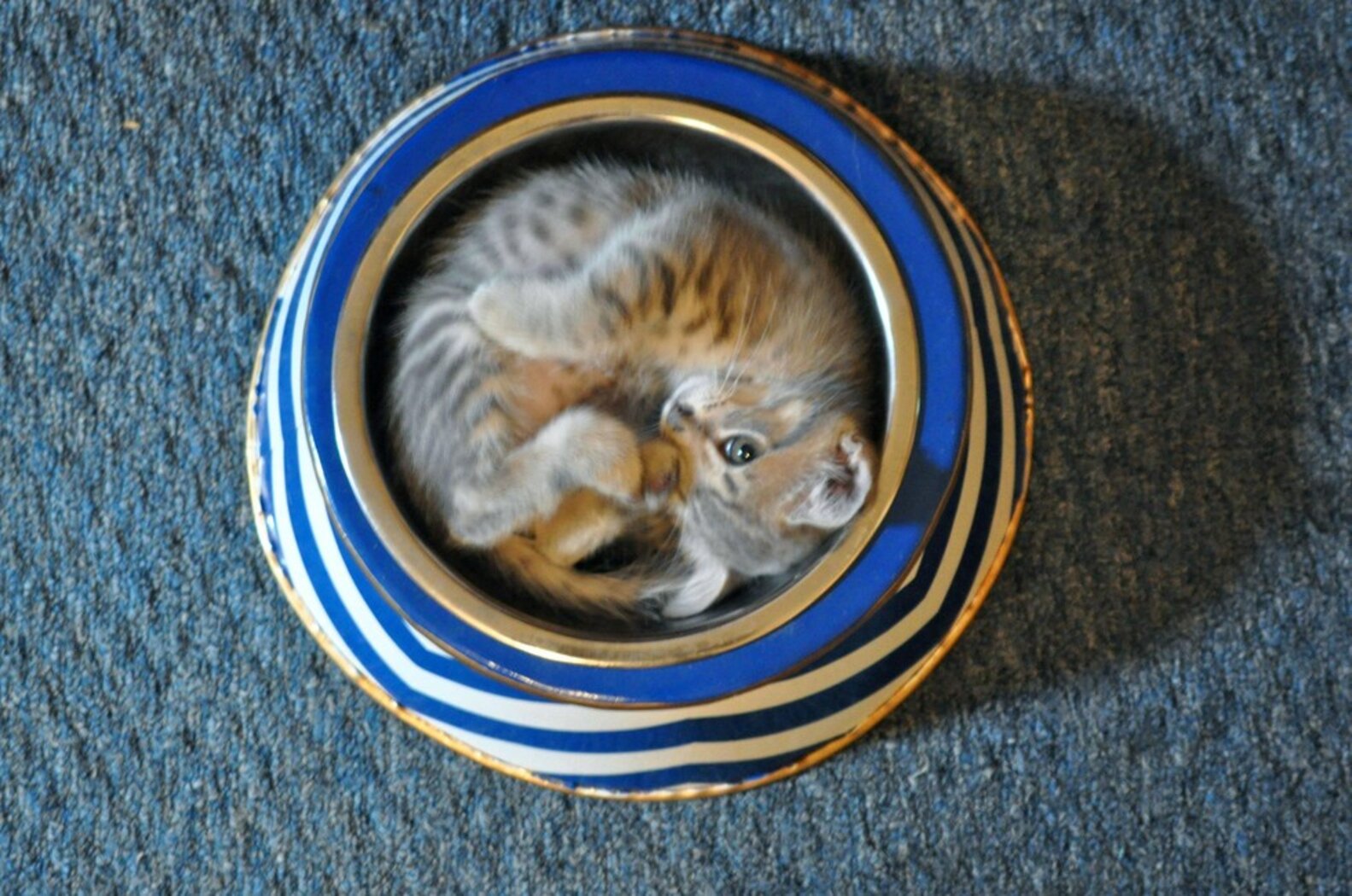 11 Perfect Bowls Of Cat - The Dodo