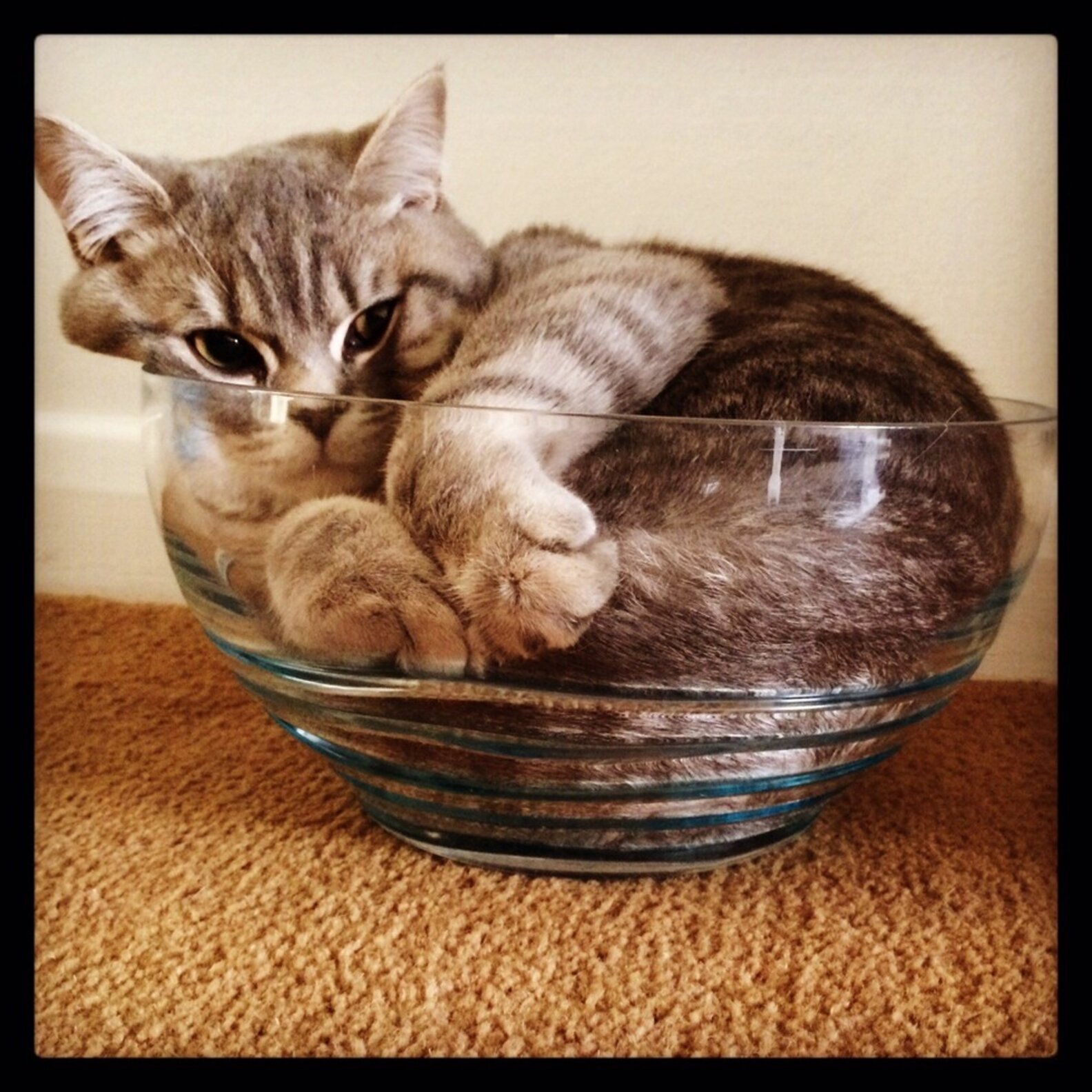 11 Perfect Bowls Of Cat - The Dodo