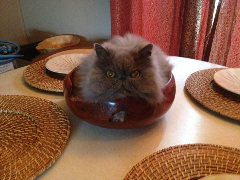 11 Perfect Bowls Of Cat - The Dodo
