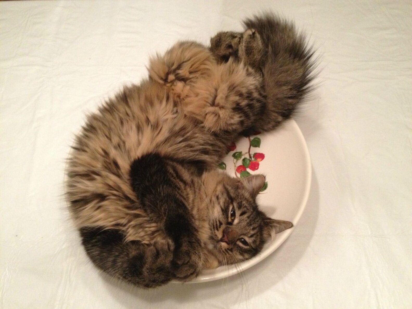 11 Perfect Bowls Of Cat - The Dodo