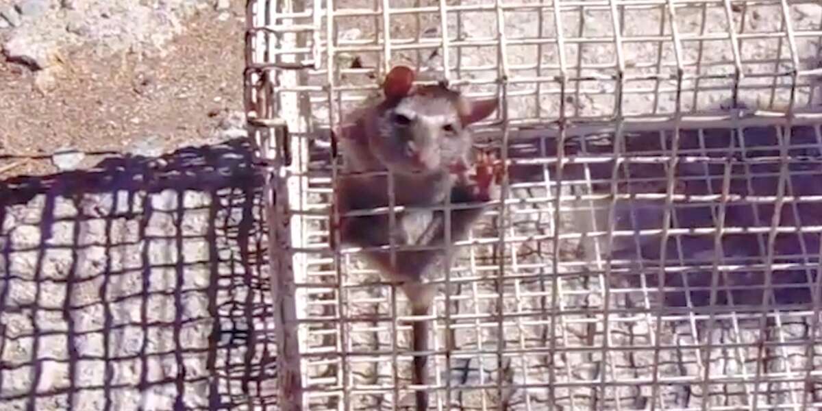 Rescuers Free Rat Stuck In Wire Cage - Videos - The Dodo