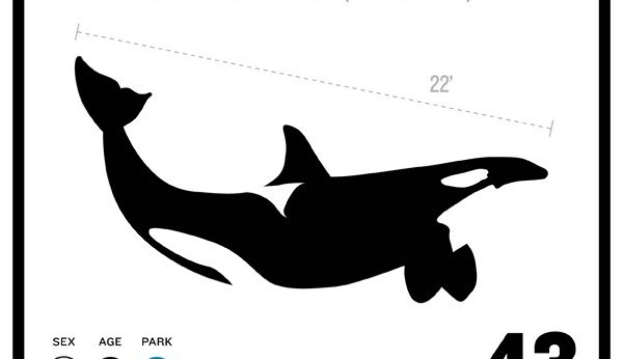 52Orcas: A Week For Every Whale - The Dodo