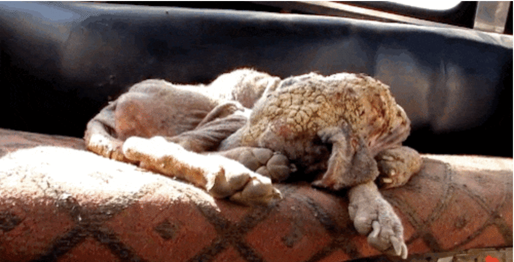 Dog Who Turned To 'Stone' Is Rescued Just In Time - The Dodo