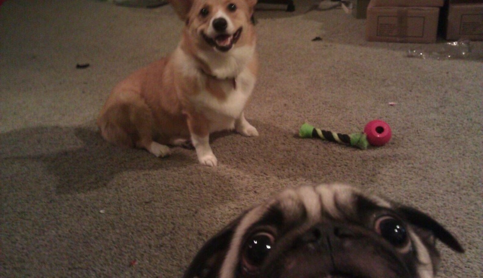 13 Pets Who Are Photobomb Experts - The Dodo