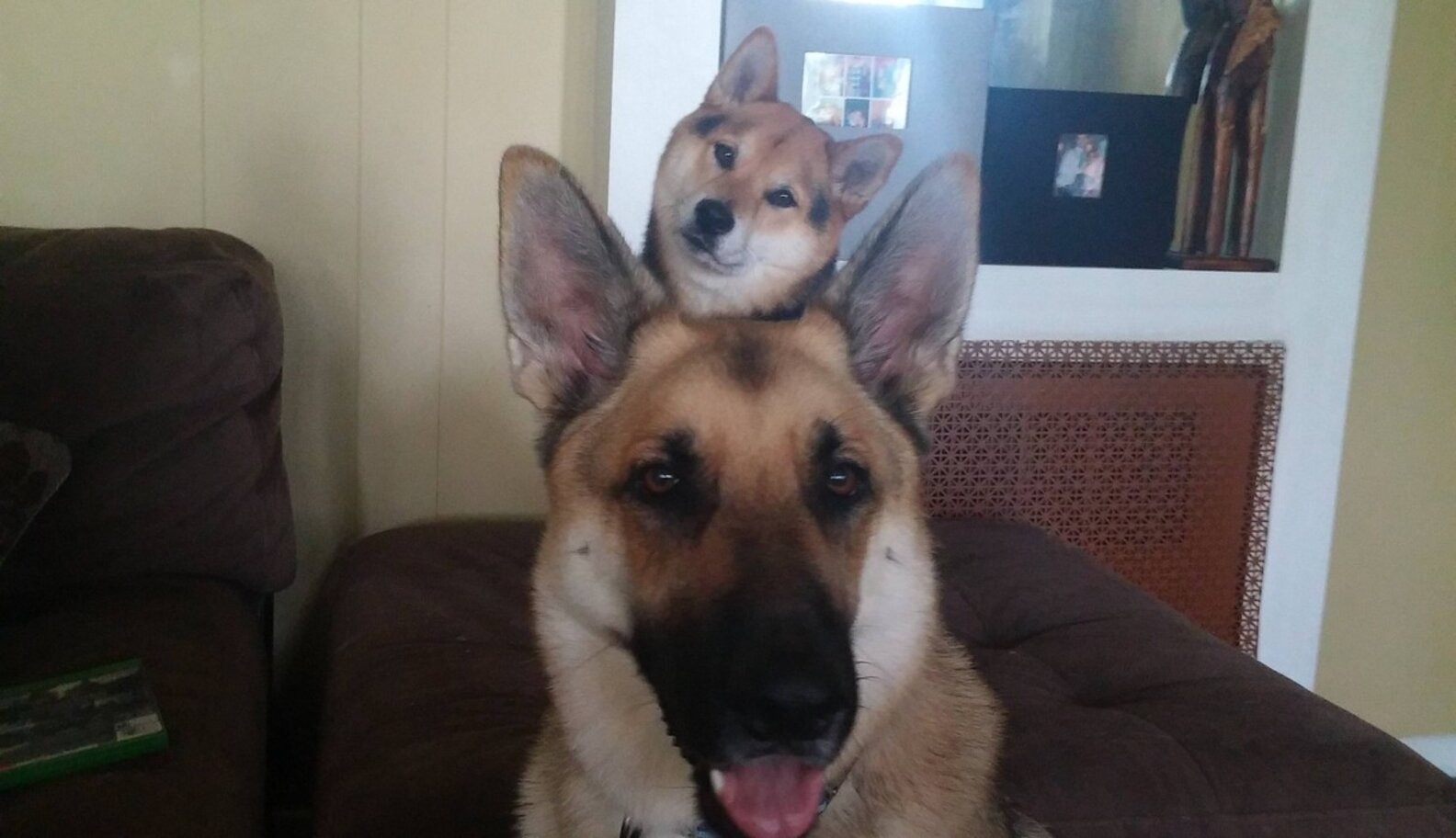 13 Pets Who Are Photobomb Experts - The Dodo