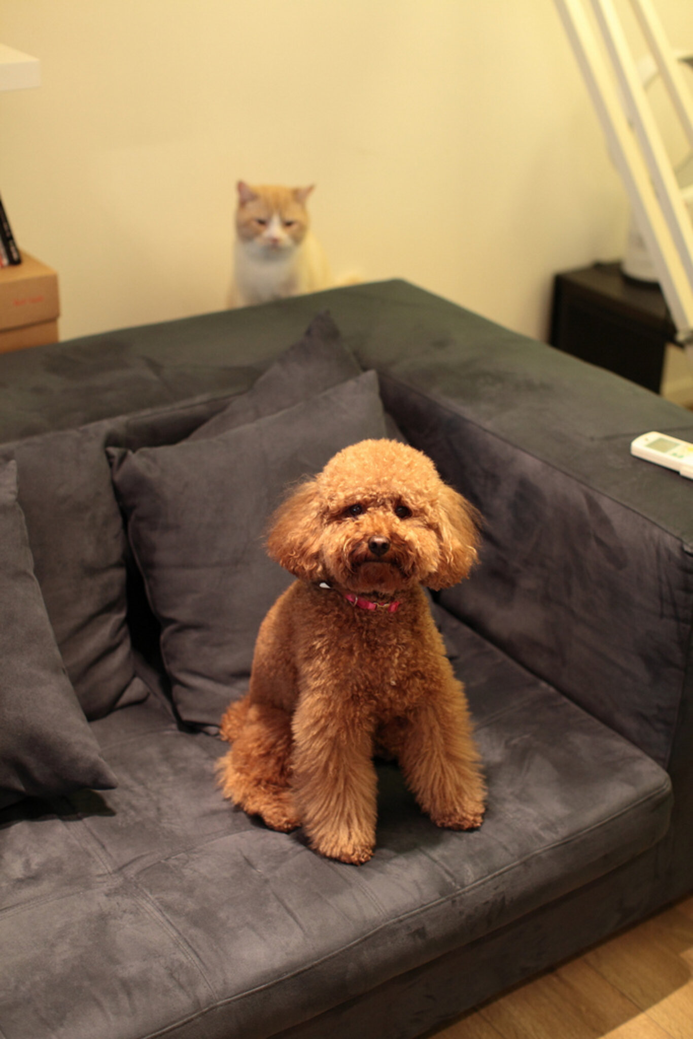 13 Pets Who Are Photobomb Experts - The Dodo