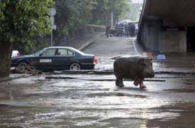 Escaped Zoo Animals Hunted By Rampaging Humans - The Dodo