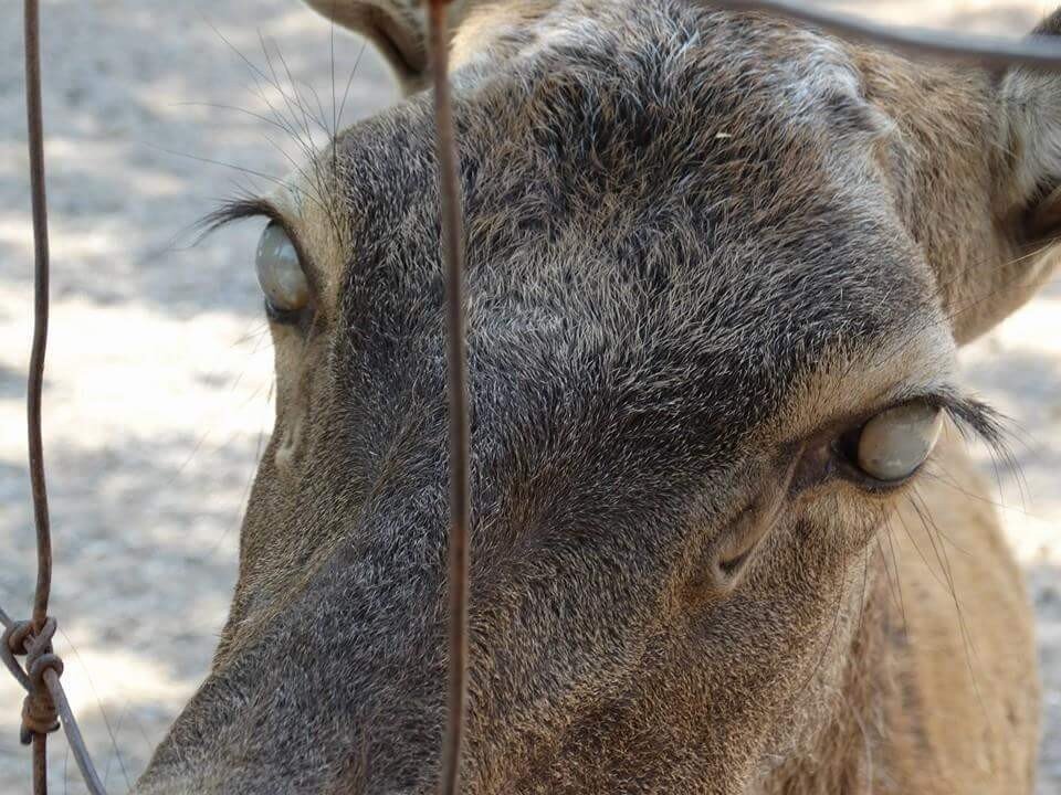Marineland Is In Trouble For Mistreating Its Animals — Again - The Dodo