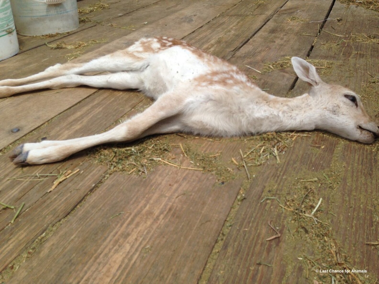 Marineland Is In Trouble For Mistreating Its Animals — Again - The Dodo