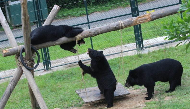 Orphaned Bears Find Home Together. And Then Bicker Like Siblings. - The ...