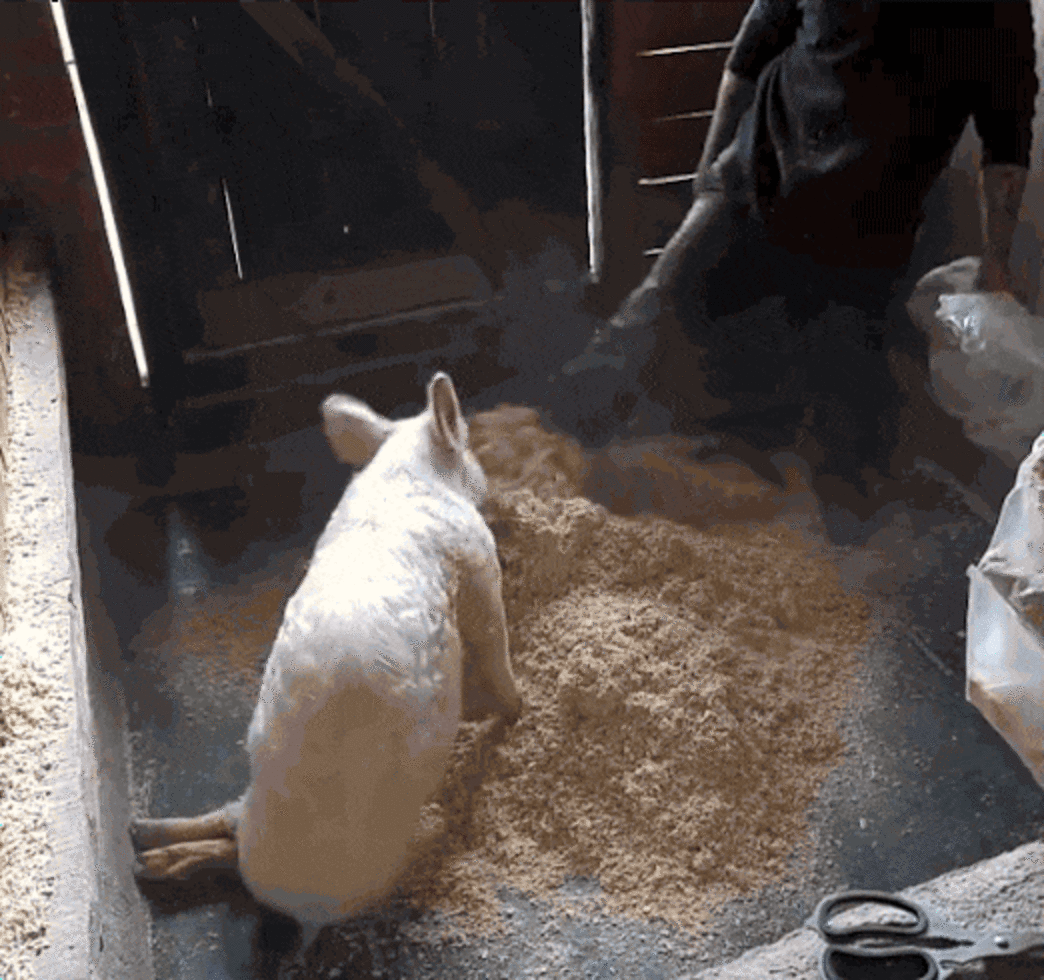 Pig Gets SO EXCITED Over Her Brand-New Bed - The Dodo