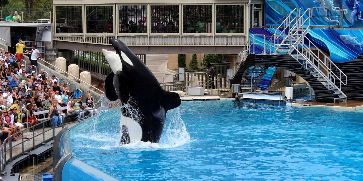 SeaWorld Ending Its Old Orca Show ... And Starting A New One - The Dodo